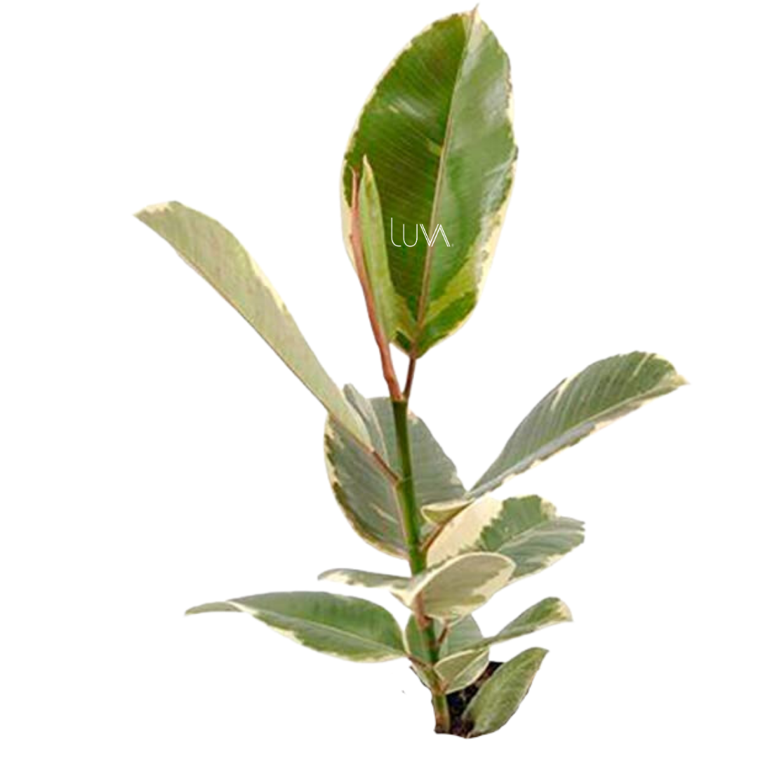 HULE VARIEGADO – LUVA Paisajismo