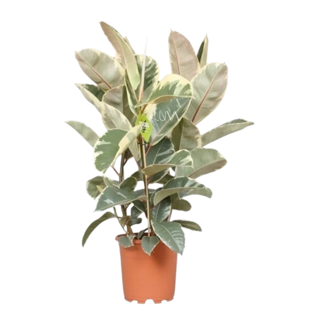 HULE VARIEGADO – LUVA Paisajismo
