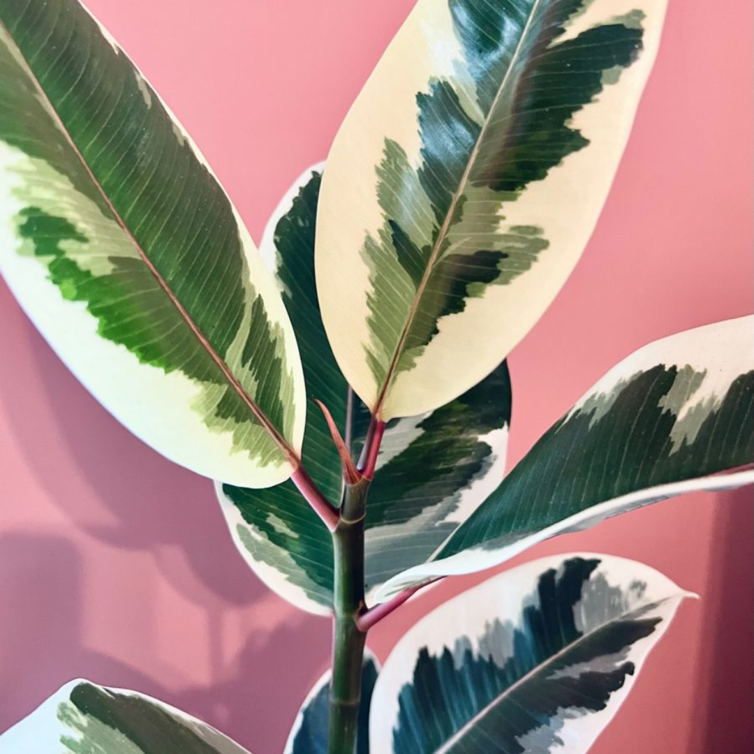 HULE VARIEGADO – LUVA Paisajismo